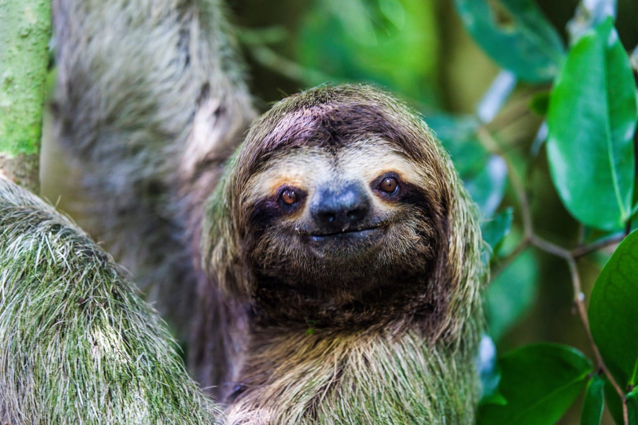 The Sloth: Nature's Deliberate Dreamer | Clever Rabbits