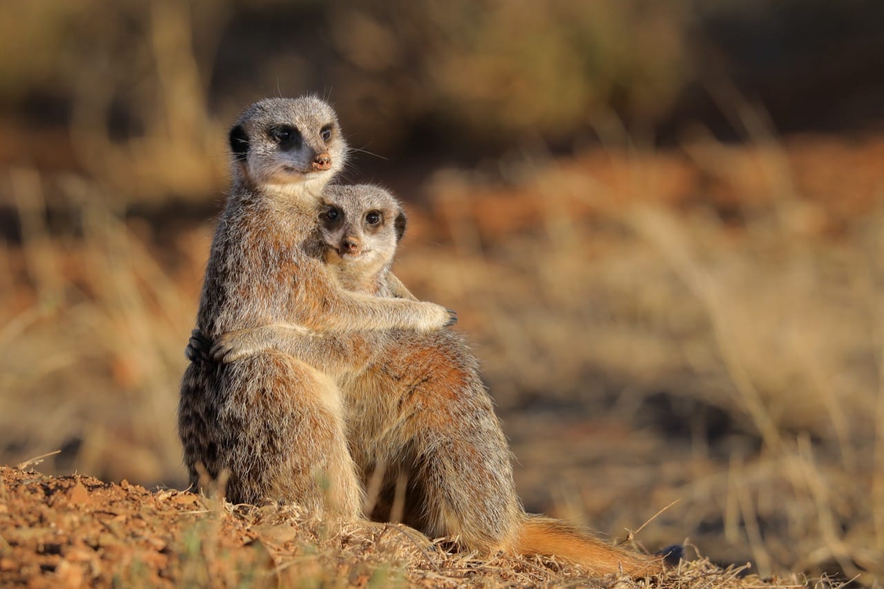 The Marvelous World of Meerkats: A Deep Dive | Clever Rabbits