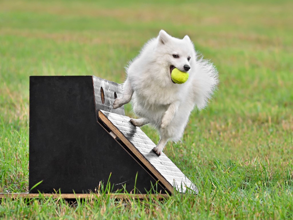 Canicross, Skijoring, Flyball, & Treibball: Dogs in Sports | Clever Rabbits
