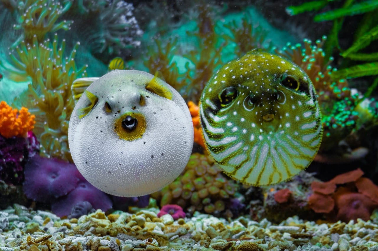 Fish That Can Fly and Pregnant Males: Wonders of the Aquatic World ...
