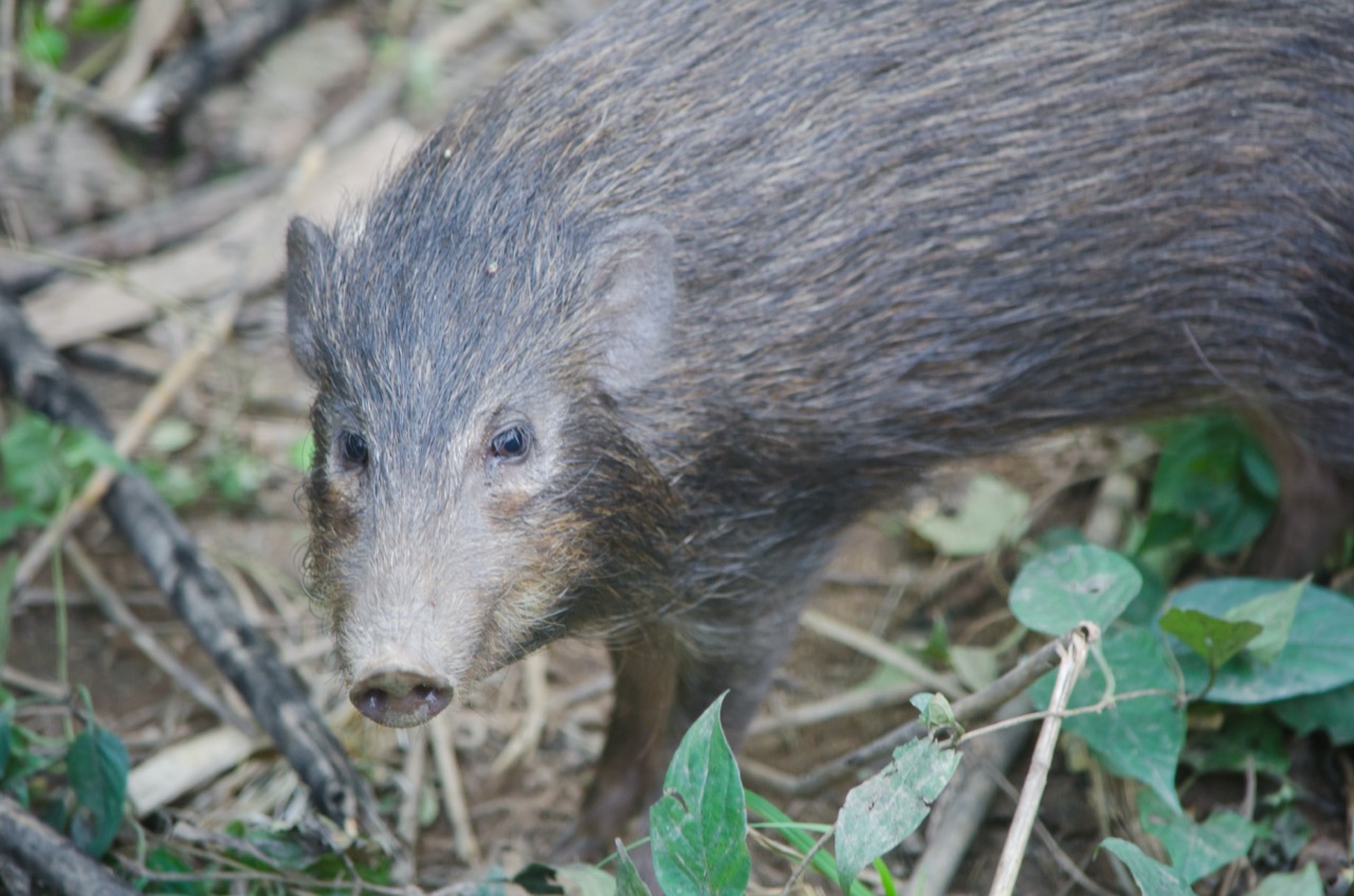 Quokkas, Tuataras, & Kakapos: Rare Animal Trivia | Clever Rabbits