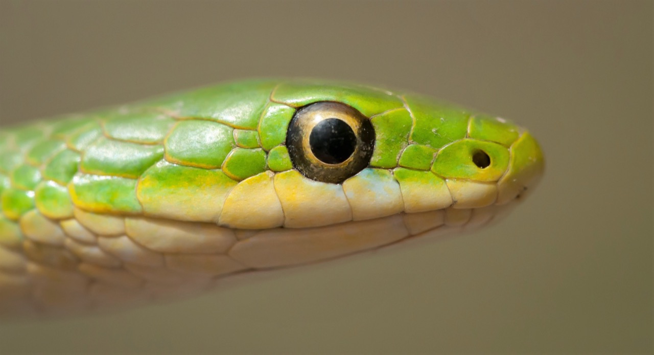 Don't SCALE back your expectations! This Snake quiz is FANG-tastic ...